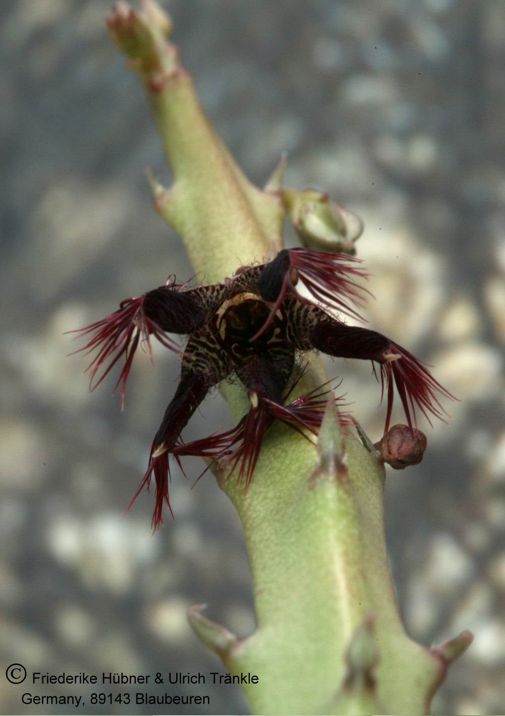 Fotoausstellung Caralluma