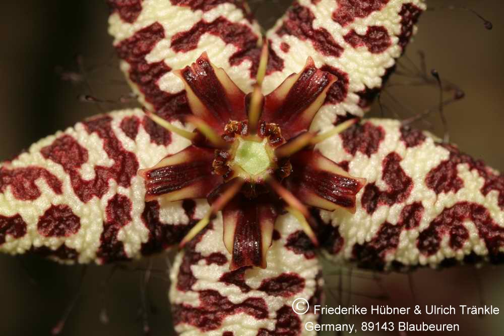 Fotoausstellung Orbea