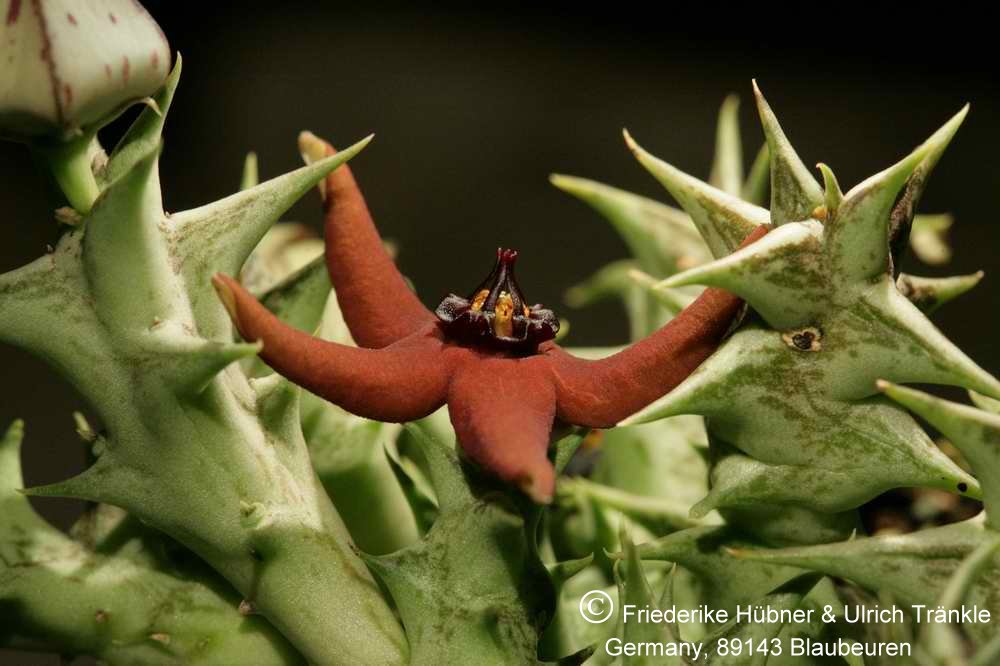 Fotoausstellung Orbea