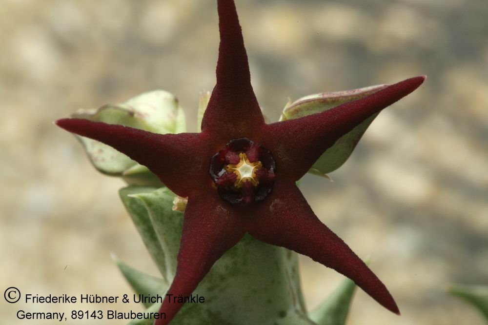 Fotoausstellung Orbea