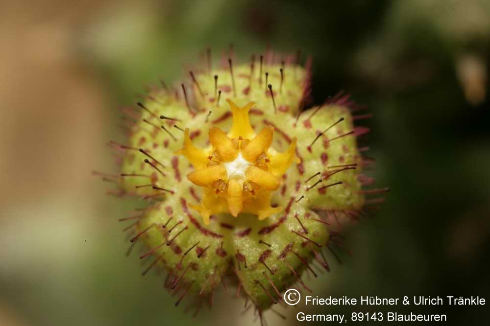 Fotoausstellung Quaqua