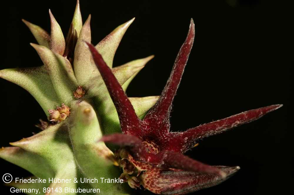 Fotoausstellung Quaqua