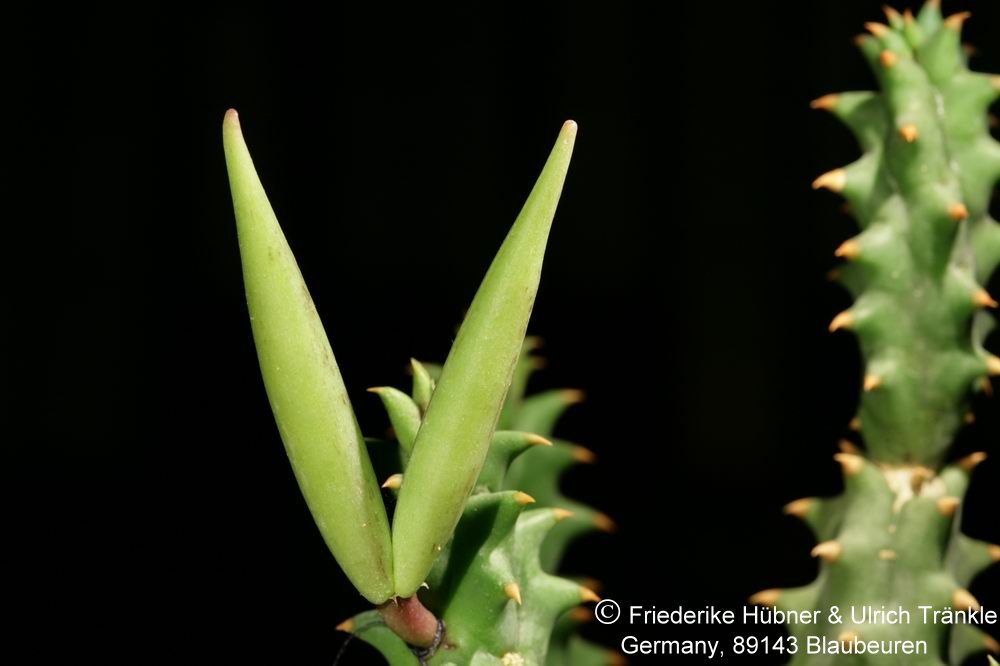 Fotoausstellung Quaqua