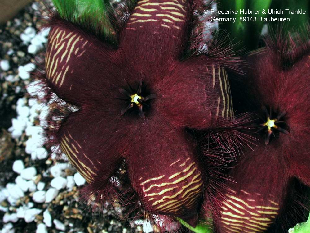 Fotoausstellung Stapelia