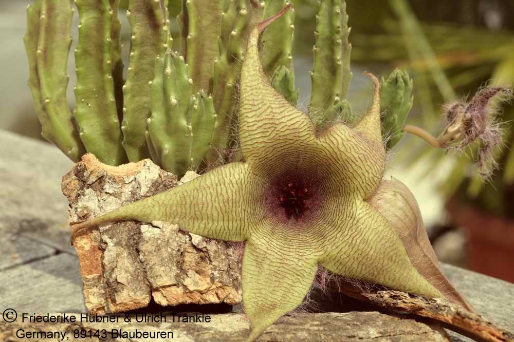 Fotoausstellung Stapelia