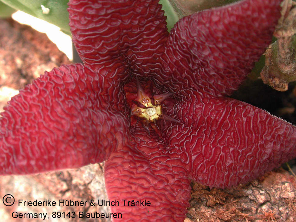 Fotoausstellung Stapelia