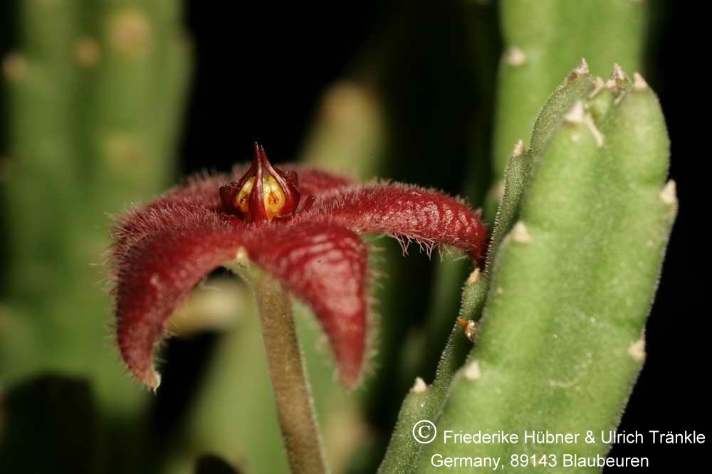 Fotoausstellung Stapelia
