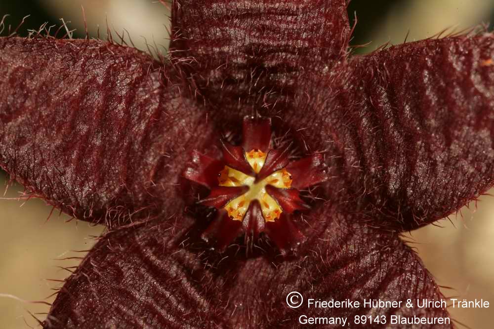 Fotoausstellung Stapelia