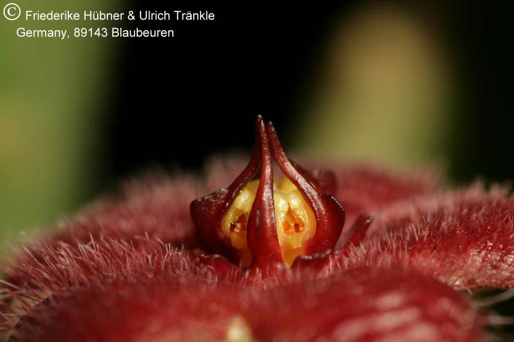 Fotoausstellung Stapelia