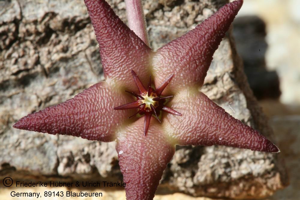 Fotoausstellung Stapelia