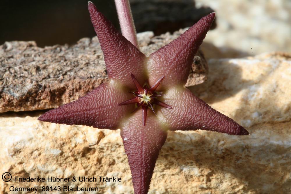Fotoausstellung Stapelia
