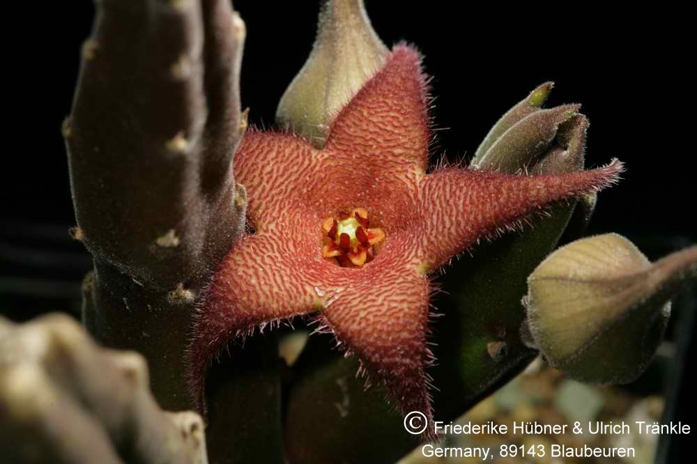 Fotoausstellung Stapelia