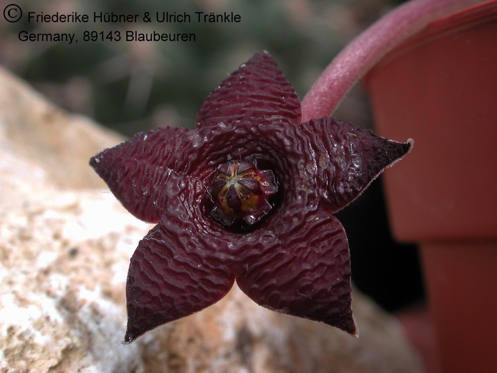 Fotoausstellung Stapelia