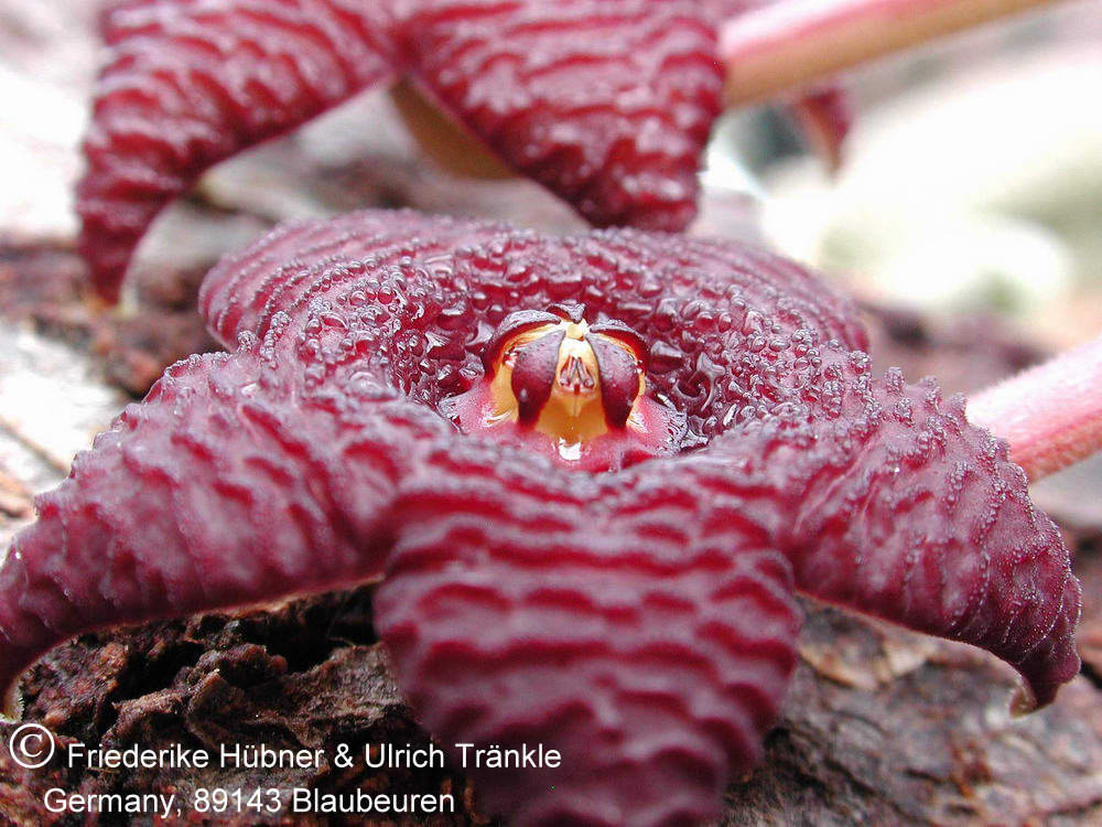 Fotoausstellung Stapelia