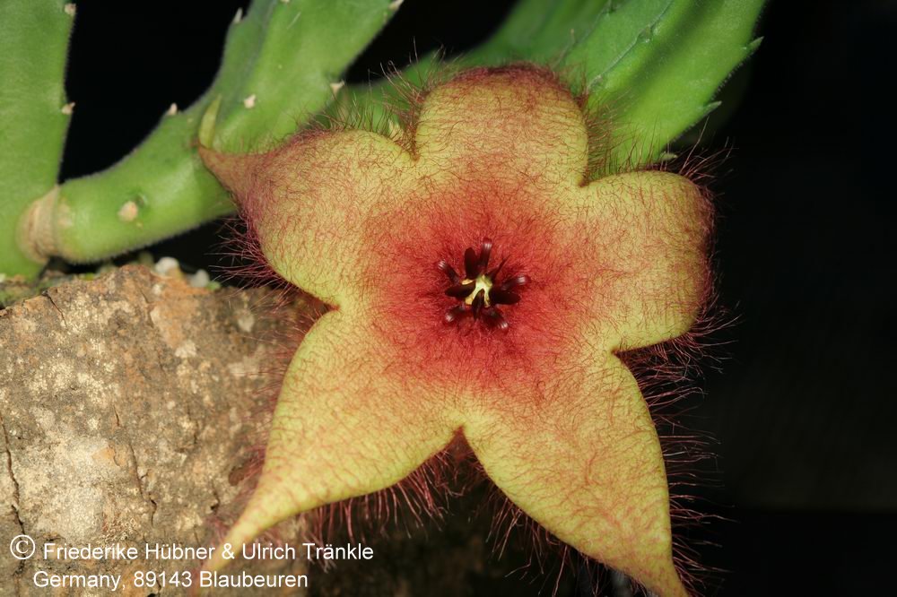 Fotoausstellung Stapelia